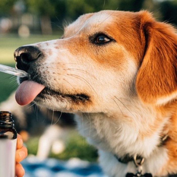 Medical Cannabis: Is It Good For Our Dogs? | MCDSA