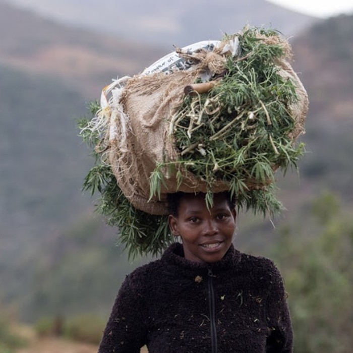 Battle To Stop Dagga Spraying | MCDSA