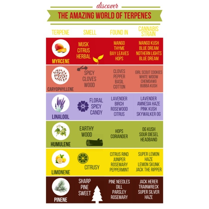 Terpenes: What Are Terpenoids And What Do They Do? | MCDSA