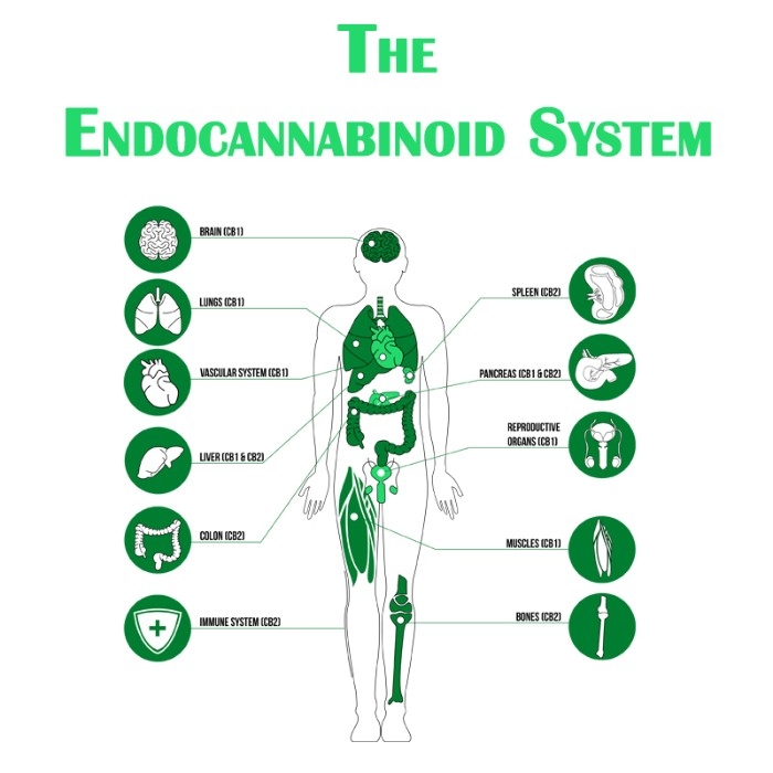 The Endocannabinoid System: A short Overview | MCDSA